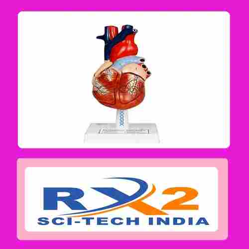Human Heart Model For Medical Student at Best Price in Greater Noida ...