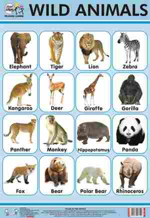 Wild Animals Chart at Best Price in Delhi, Delhi | Quixot Multimedia ...