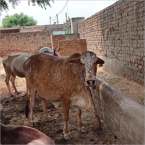 Rathi Cow at Best Price in Mohali, Punjab | Mansa Dairy Farm