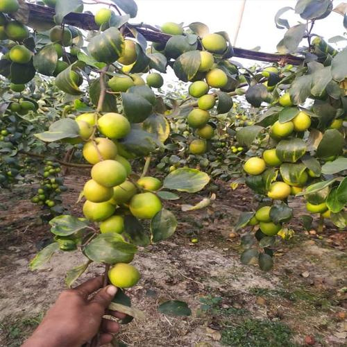 Green Apple Ber Plant at Best Price in Barasat | Asma Nursery