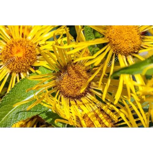 Inula Racemosa Root Extract Grade: Medical Grade at Best Price in ...