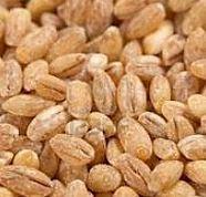Indian Fresh Organic Barley at Best Price in Amreli | Sonpal Exports ...