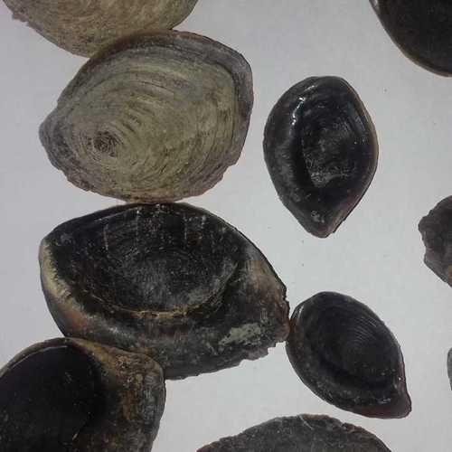 Operculum For Purfume at Best Price in Chennai, Tamil Nadu | Gmrcarp