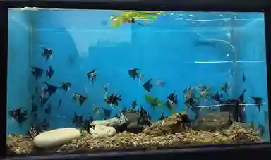 Top 10 Fish Tank Manufacturers in India