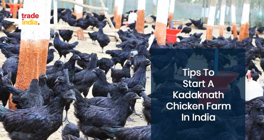 How to Start a Kadaknath Chicken Farm in India - 2024 Guide