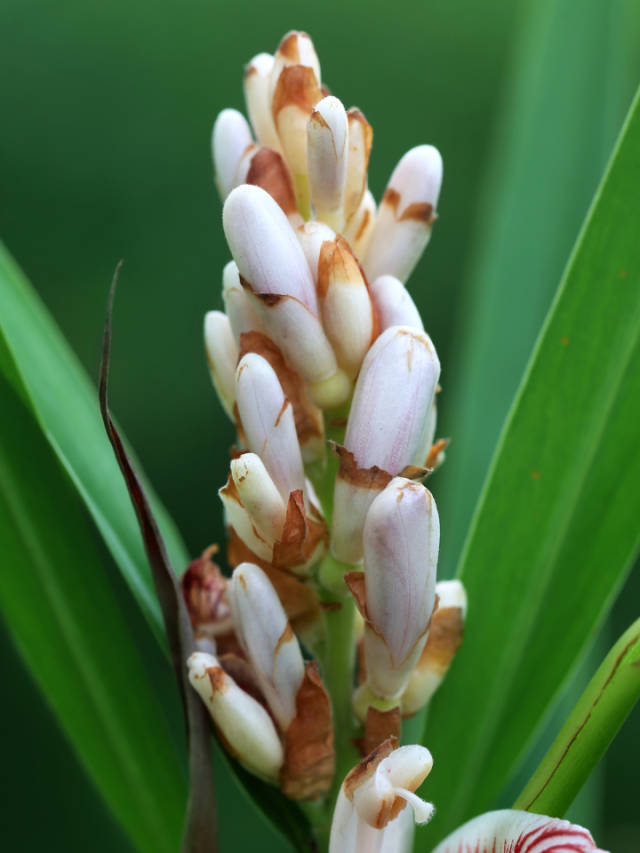 7 Benefits of Cardamom: Health, Skin, Hair - Tradeindia Webstories